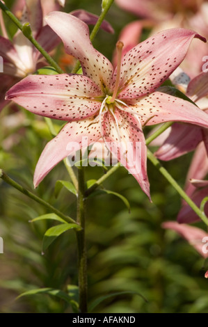 Pink flower closeup of Tamara day lily or daylily american mix lilaceae ...
