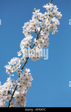 Prunus x yedoensis. Yoshino cherry tree avenue outside RHS Wisley ...