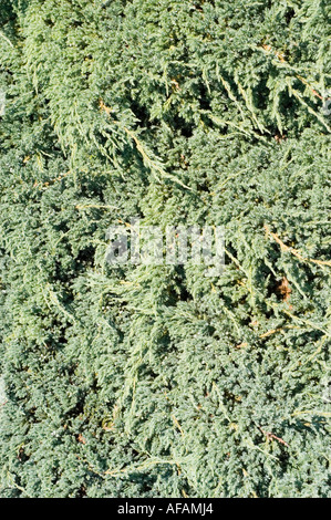 Flaky Juniper, Blue Juniper, Creeping, Juniperus squamata "Blue Carpet ...
