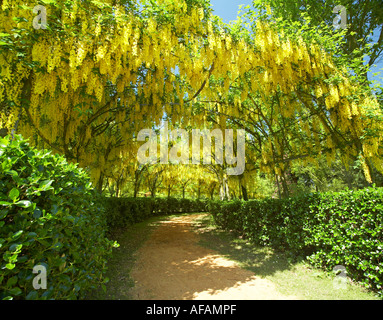 Laburnum Tunnel at Bodenham Arboretum Worcestershire England Stock ...