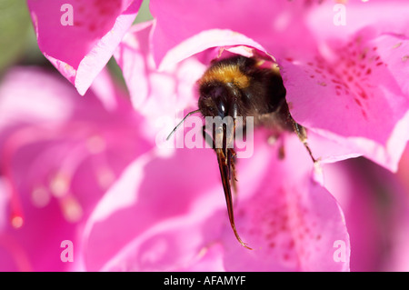 Head of a honey bee with an extended proboscis for receiving the nectar ...
