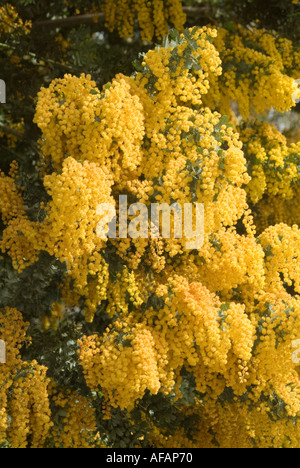 Yellow flowers of a flowering Cootamundra wattle Acacia baileyana tree ...
