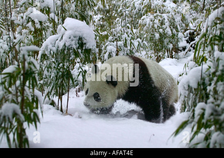 Panda foraging on snow, Wolong Valley, Sichuan Province, China Stock ...