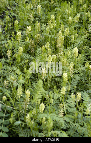 Chickpea Milkvetch (Astragalus cicer Stock Photo - Alamy