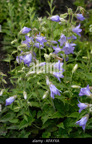Blue flowers of Campanulaceae campanula sarmatica Caucasian range Stock ...