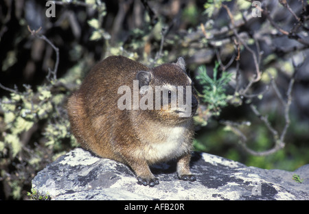 A marmot South Africa Stock Photo - Alamy
