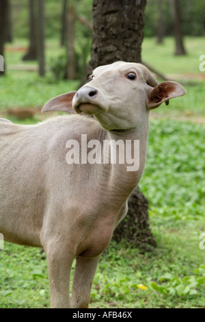 Baby buffalo of Zebus species Bos primigenius indicus on lush green ...