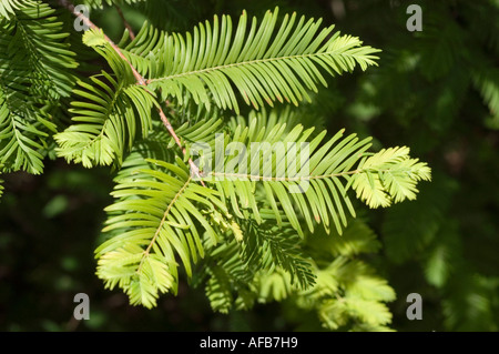 Vibrant green leaves of a Dawn Redwood tree (Metasequoia ...