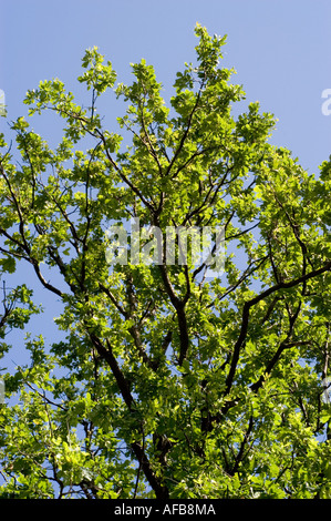 Looking up at a lush green oak tree canopy with dark gnarled branches ...