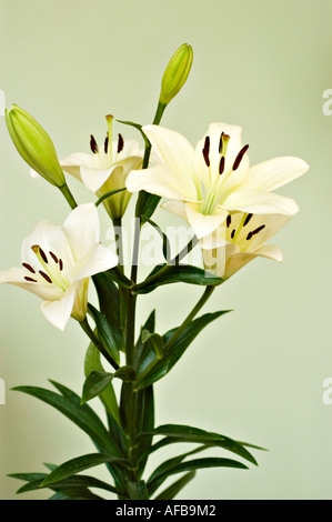 Flower arrangement of white daylily or day lily Courier lilaceae lilium ...