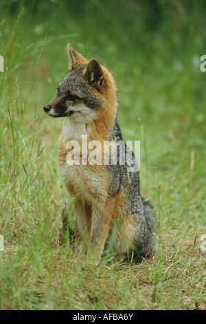 Gray fox (Urocyon cinereoargenteus), sitting, observing from top of old ...