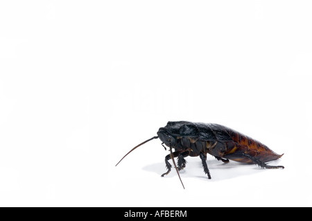 Close-up view of Madagascar hissing cockroaches in terrarium with ...