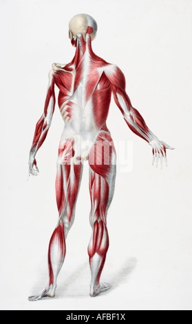 Anatomical illustration showing the back of the human body Stock Photo ...