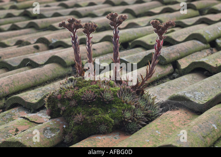 House leeks on old tiled roof with flower spikes UK August Stock Photo ...