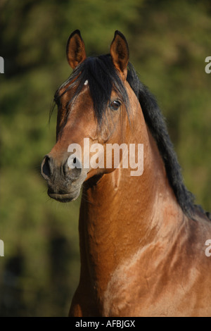 Anglo-Arabian horse - portrait Stock Photo - Alamy