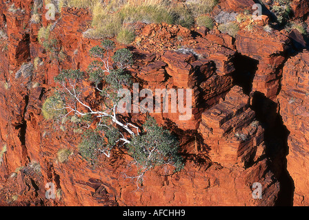 Eucalyptus Tree, Yampire Gorge, Karijini NP WA, Australia Stock Photo ...