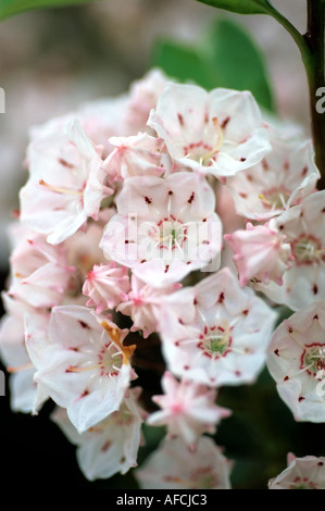 CALICO BUSH KALMIA LATIFOLIA GROWING IN POT ON ROOF GARDEN Stock Photo ...