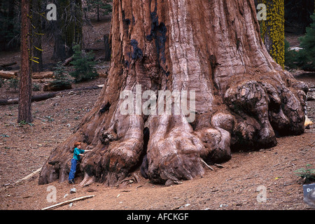 2 people standing next to Giant Sequoia Redwood tree over 100 feet tall ...