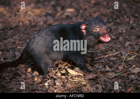 Tasmanian Devil, Tas. Dev. Wilderness Park Tasmania, Australia Stock ...