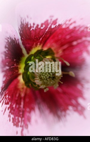 Blooming red flower Helleborus orientalis Montsegur Stock Photo - Alamy