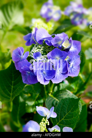 Vertical shot of blue hydrangea flower fields Stock Photo - Alamy