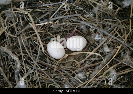 Rock Dove (Columba livia), Spain Stock Photo - Alamy