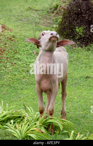 Baby buffalo of Zebus species Bos primigenius indicus on lush green ...