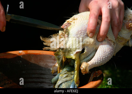 eviscerating a dead chicken, Rufford Abbey Country Park living history ...
