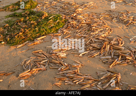 razor clams (razor shells) (Solenidae), shells at a beach, Netherlands ...