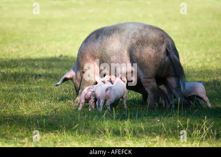 Piglet in the grass, free-range, Petershagen, Germany Stock Photo - Alamy