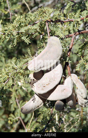 Acacia tree with hanging seed pods against a blue sky northern Greece ...