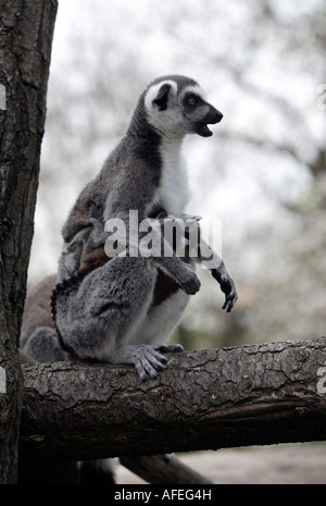 Monkey family, young cub. Madagascar wildlife, Ring-tailed Lemur, Lemur ...
