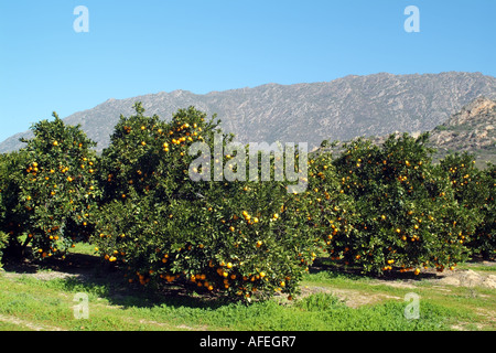 Citrusdal South Africa RSA. Orange Orchards Stock Photo - Alamy