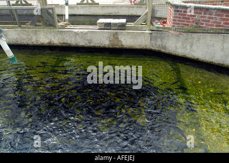 Cold Spring Harbor Fish Hatchery on Long Island Trout are raised in ...
