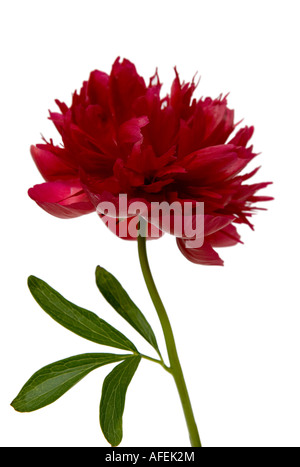 Single red flower Stock Photo - Alamy