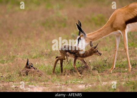 springbok giving birth to twins-2 Stock Photo - Alamy