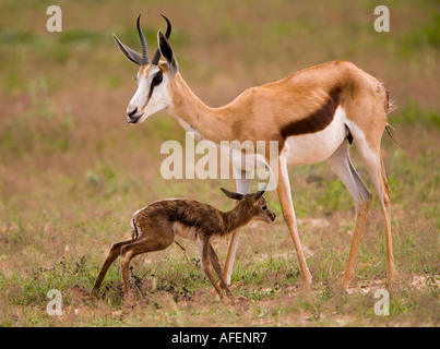 springbok giving birth to twins-2 Stock Photo - Alamy