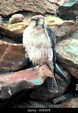 Lanner Falcon (Falco biarmicus) preening, Northern Cape, South Africa ...