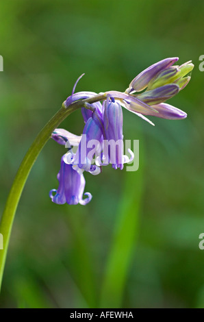Bluebell - Hyacinthoides non-scriptus Single flower against diffused ...