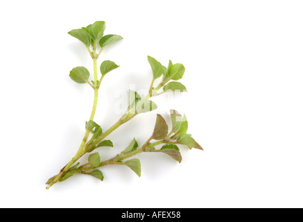 Medicinal plant spice herb Majoran Majoram Origanum majorana Stock ...