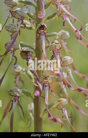 Himantoglossum hircinum, Lizard Orchid, detail of bloom wild plants ...