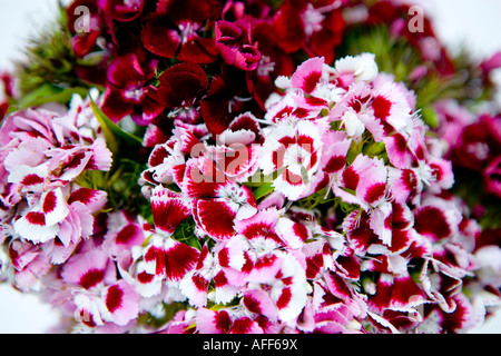 bouquet with Sweet Williams Stock Photo - Alamy