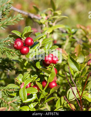 cranberry (vaccinium vitis-idaea Stock Photo - Alamy