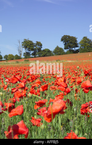 Poppy Field near Canterbury Kent England Stock Photo - Alamy