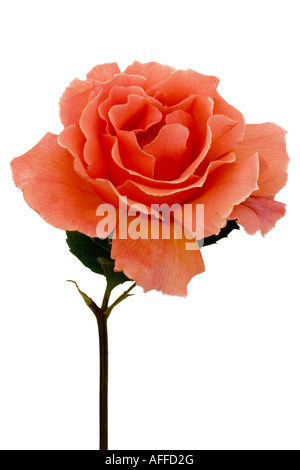 Beautiful single orange rose flower on green branch in the garden ...