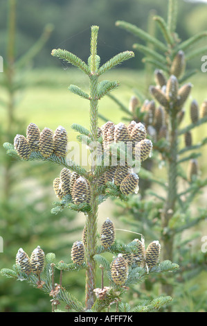 The Green, Saltwood, Kent Stock Photo - Alamy