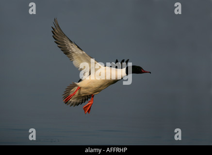 GOOSANDER Mergus merganser Male in flight Switzerland Stock Photo - Alamy