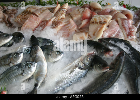 Malta Fish Fisch Stock Photo - Alamy