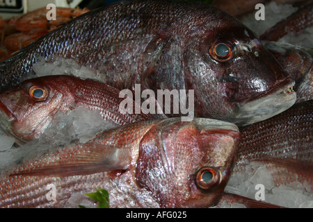 Malta Fish Fisch Stock Photo - Alamy