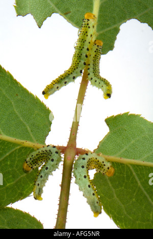 Rose sawfly Allantus cinctus on damaged rose leaf. It is pest of roses ...